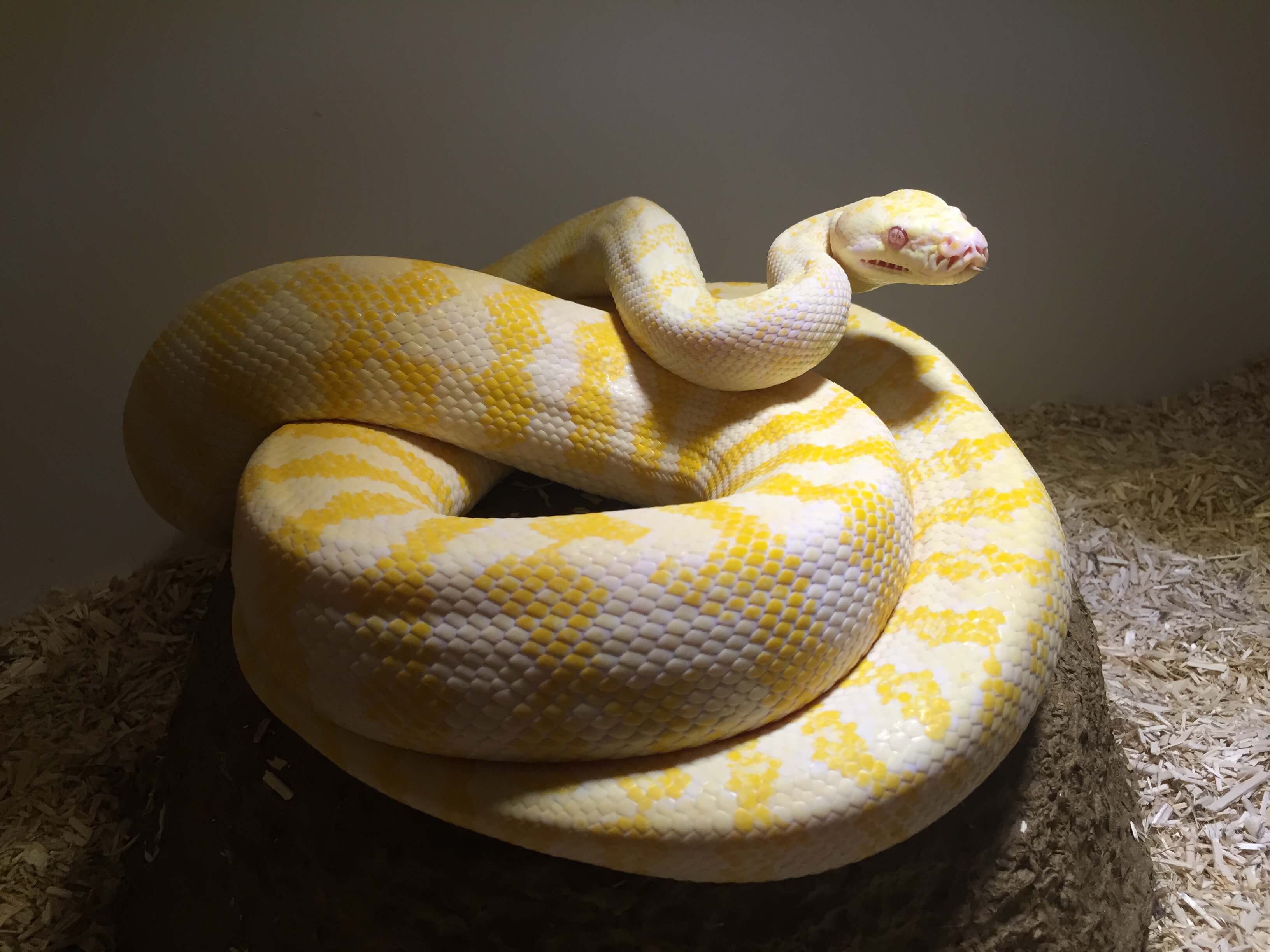 Collection - DKPythons